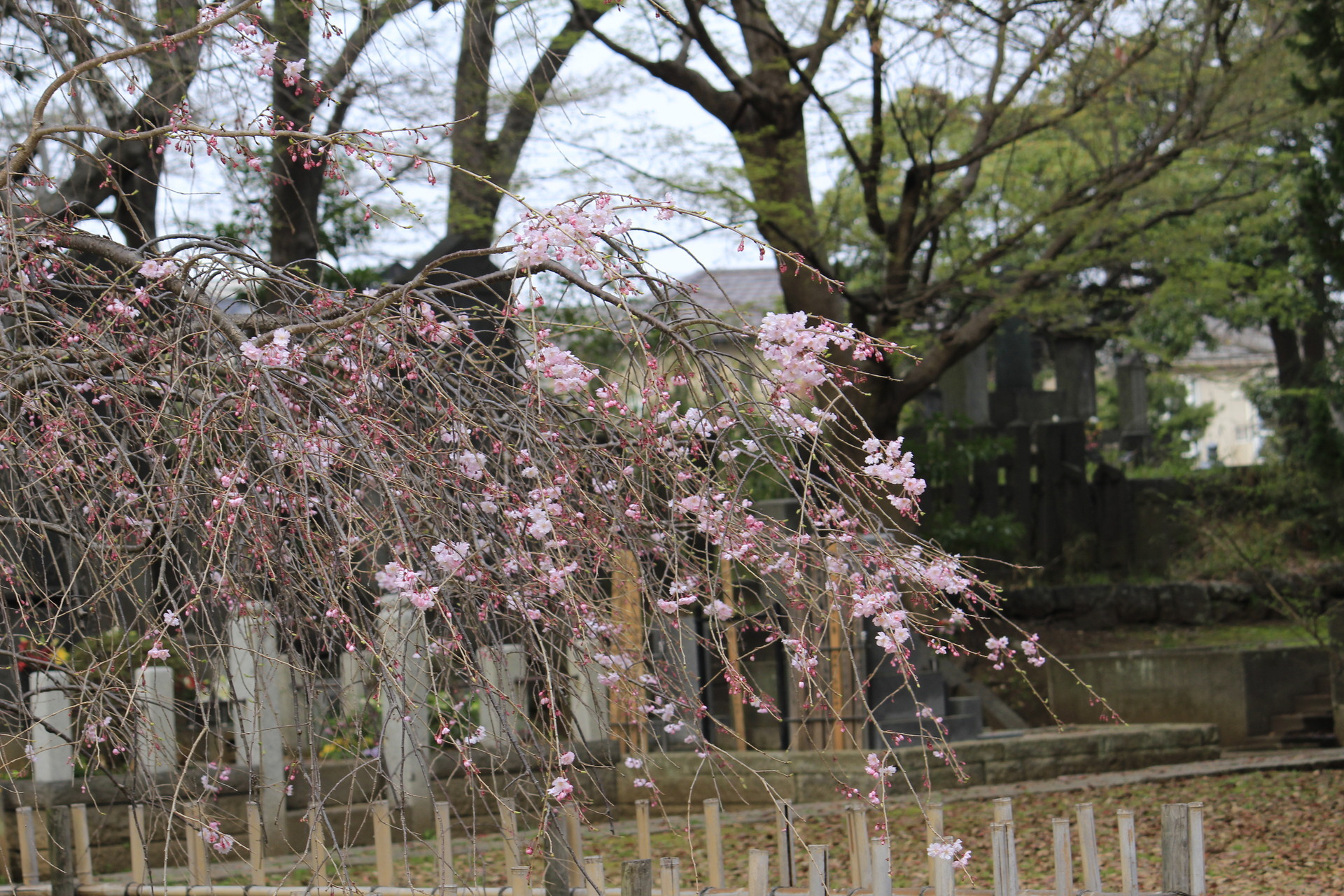 鎌倉散歩 妙本寺: カメラを持って気ままに散歩